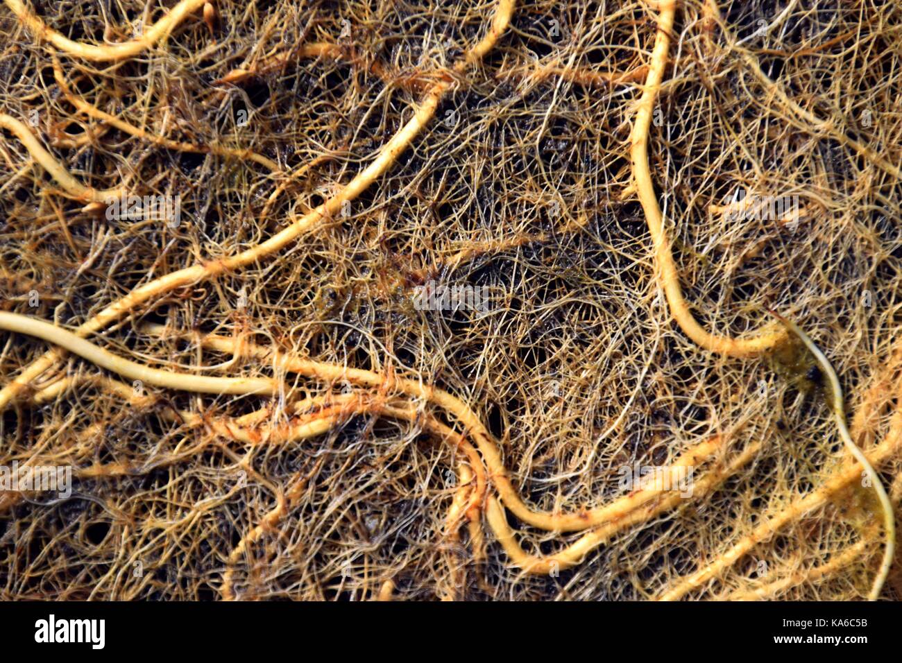 root brain or root System with algae, root Network, root mass, radicle ...