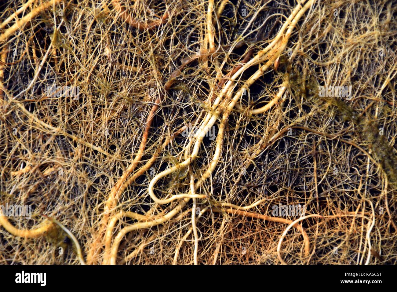 root brain or root System with algae, root Network, root mass, radicle ...