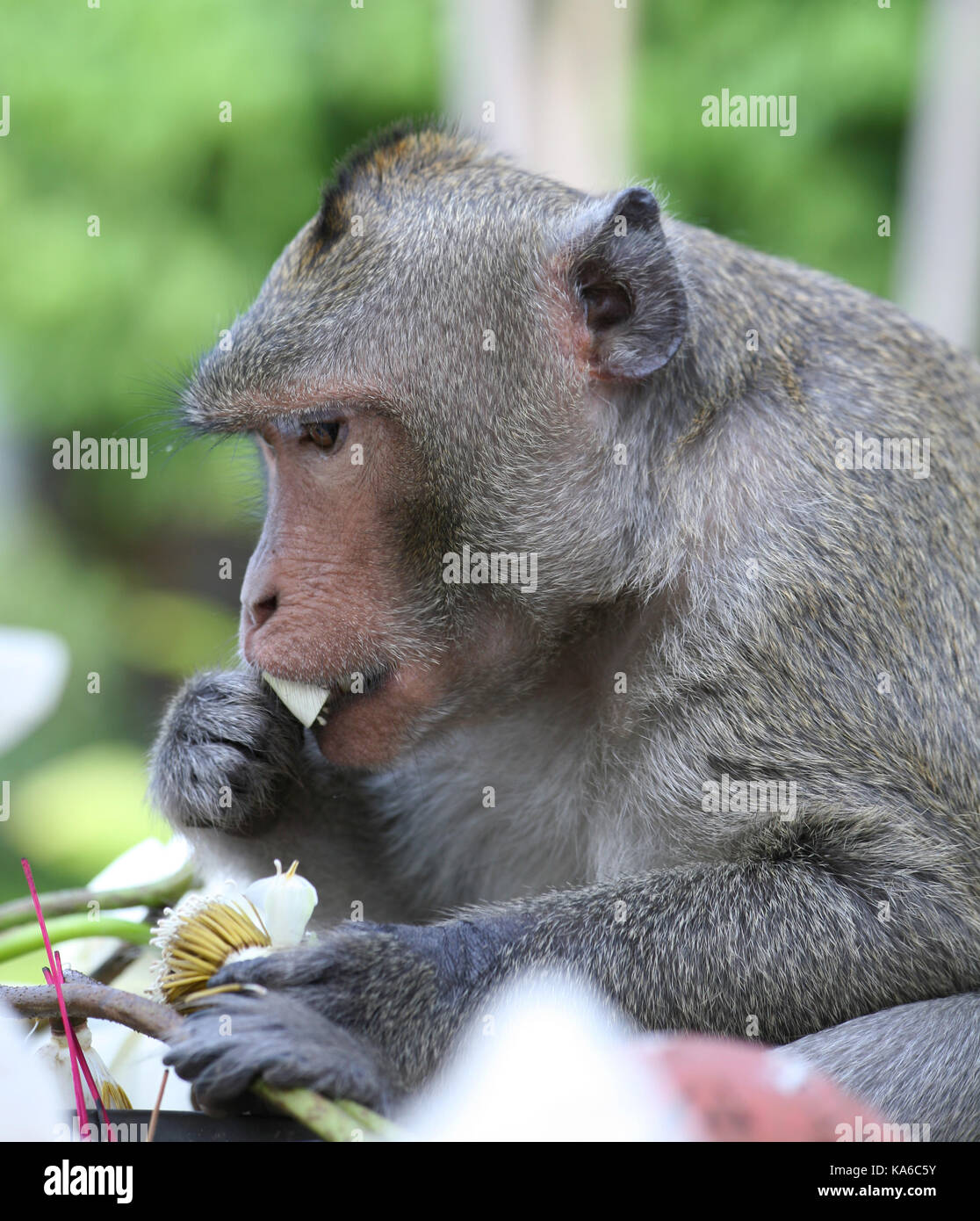 The monkey (Macaca) in the Temple eats the Lotus flower, Phnom Penh ...
