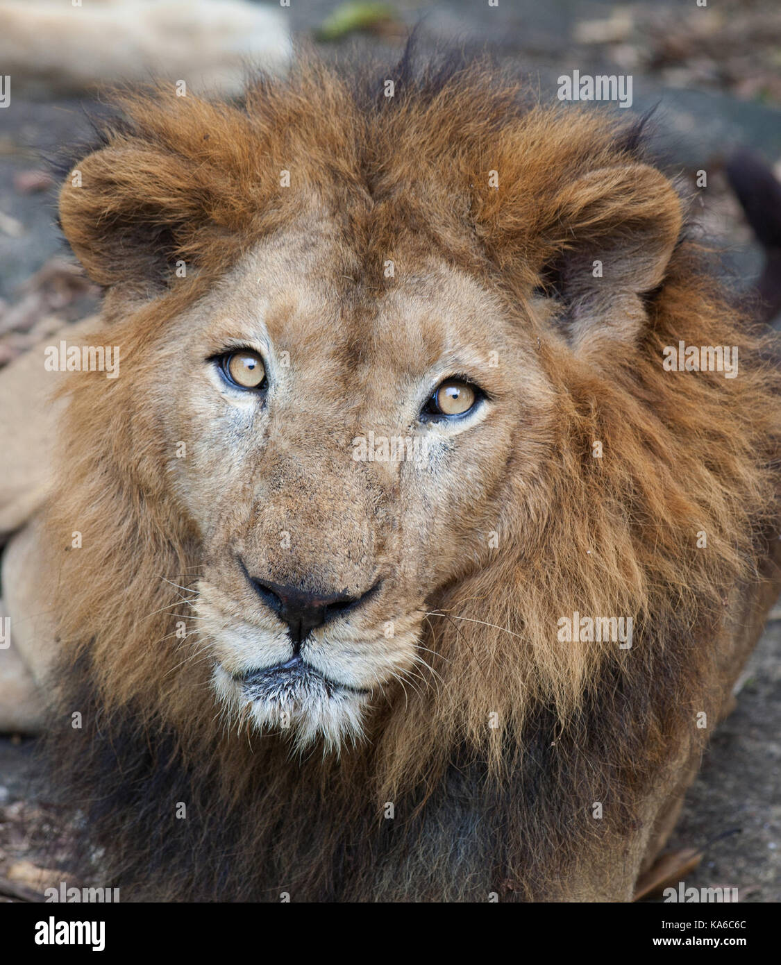 Rare animals of the planet. Big cats. Closeup portrait of Rare red ...