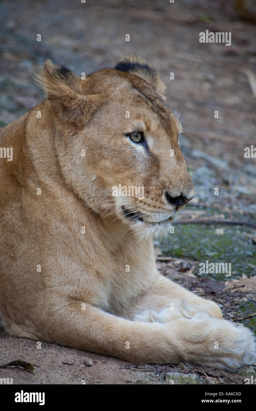 Maned lioness hi-res stock photography and images - Alamy