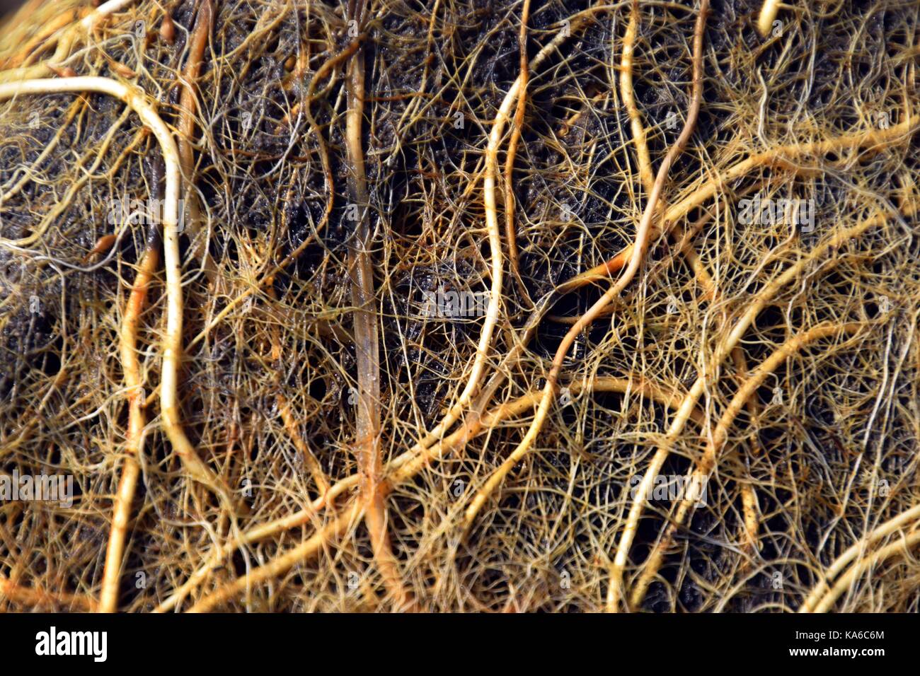 root brain or root System with algae, root Network, root mass, radicle ...
