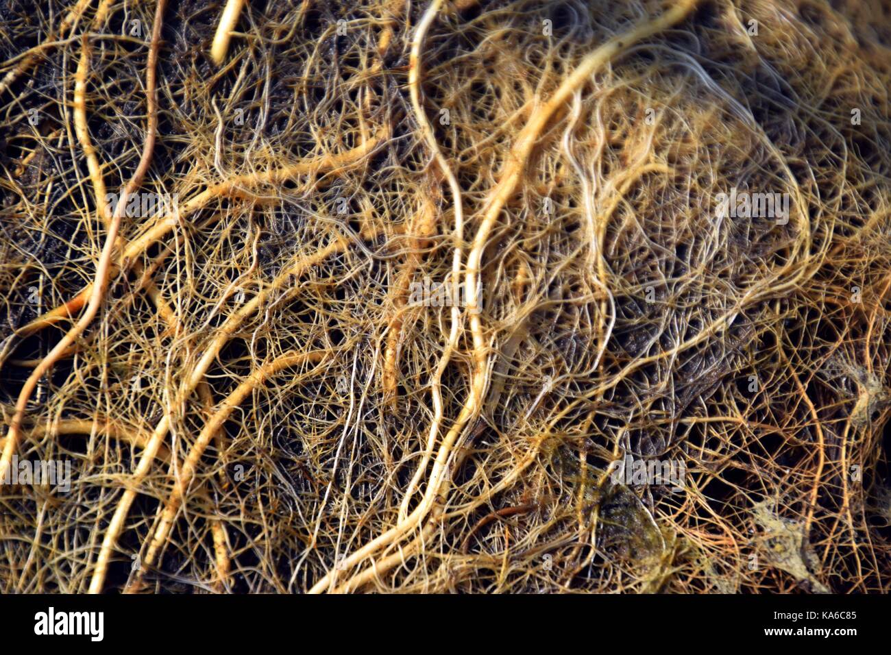 Radicle High Resolution Stock Photography and Images - Alamy