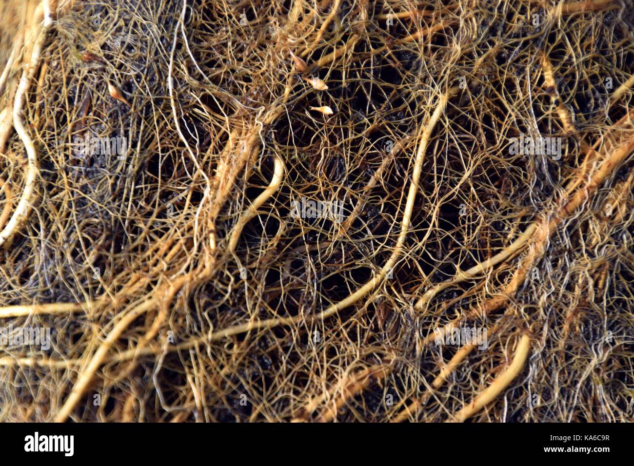 root brain or root System with algae, root Network, root mass, radicle ...