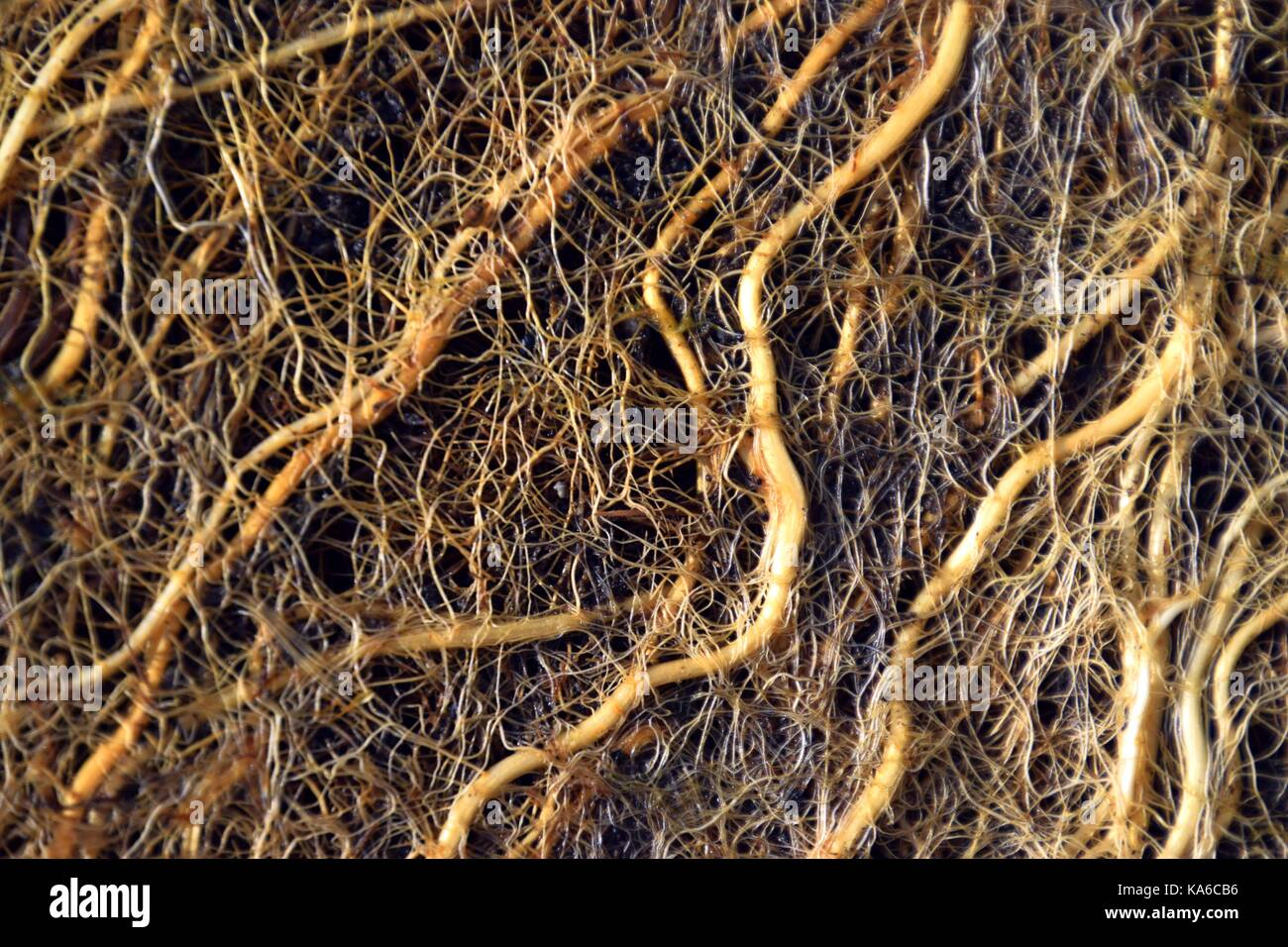 root brain or root System with algae, root Network, root mass, radicle ...