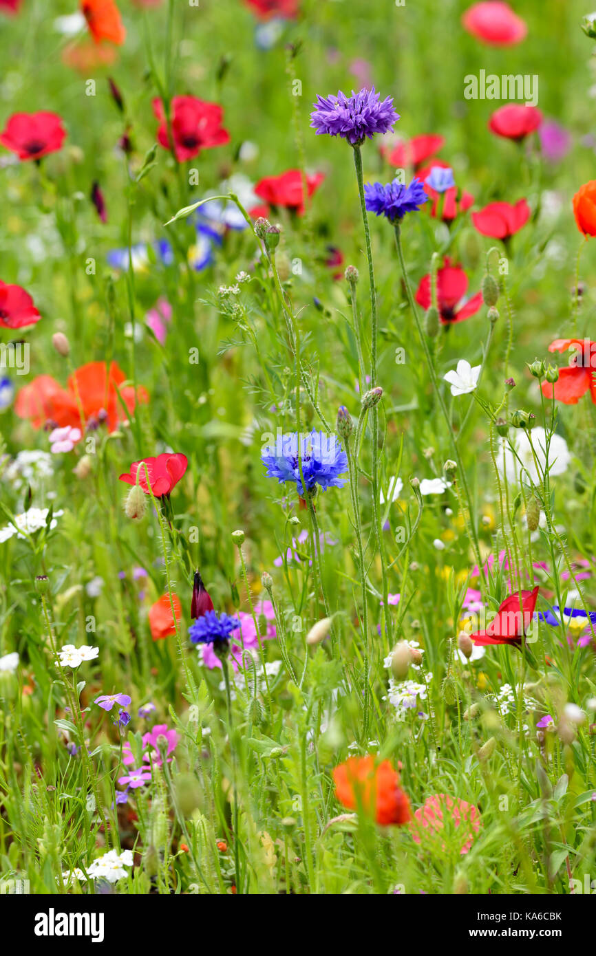 Wild flower meadow flower seed mix growing in a flower bed Stock Photo ...