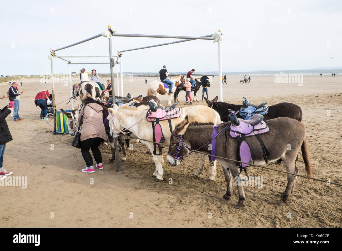 Donkey,donkeys,ride,rides,riding,Sandy Bay,Beach,Coney Beach Fair,coast ...
