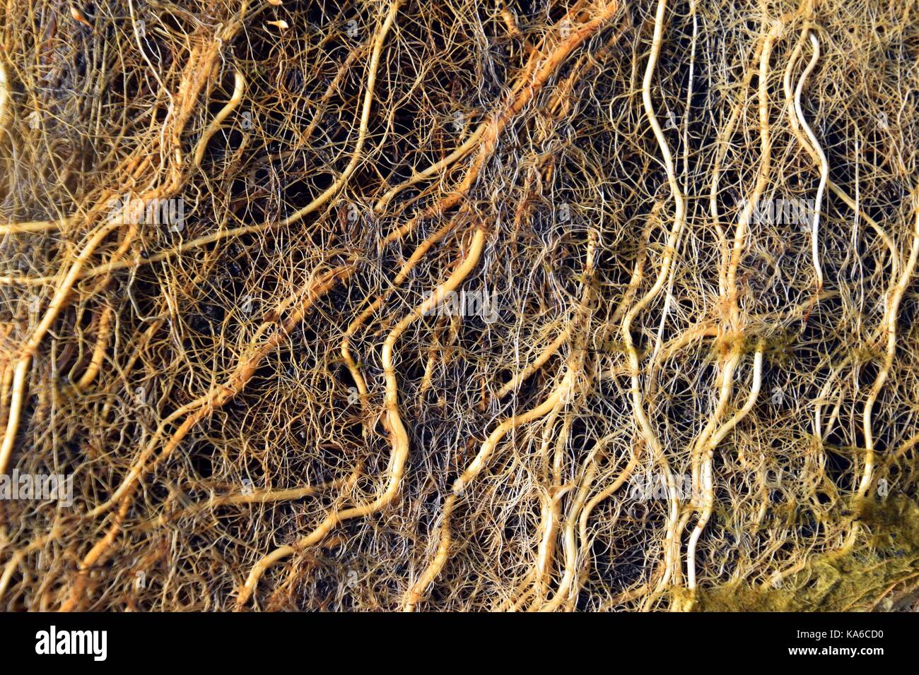 root brain or root System with algae, root Network, root mass, radicle ...