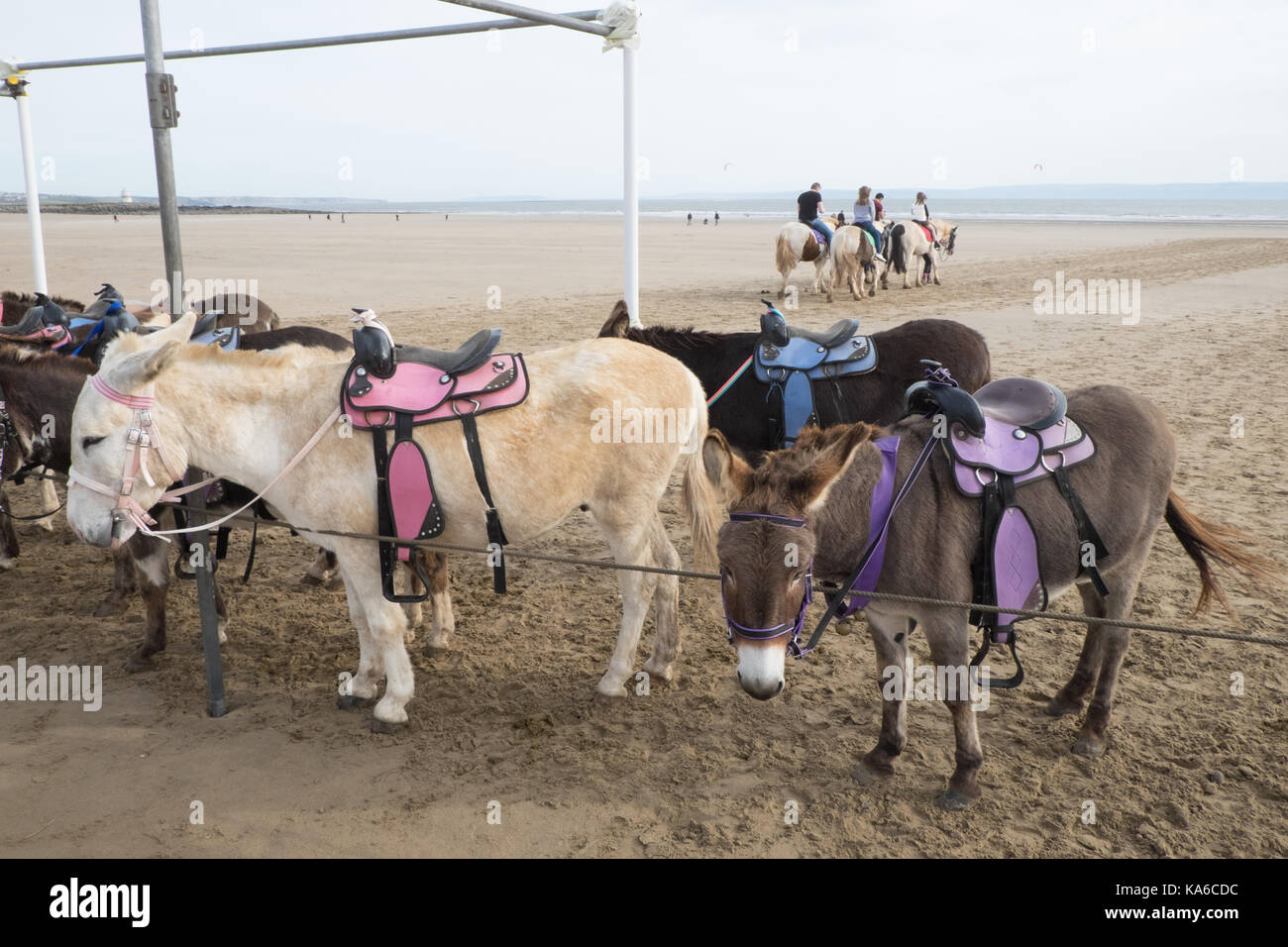 Beach donkeys sandy bay porthcawl hi-res stock photography and images ...