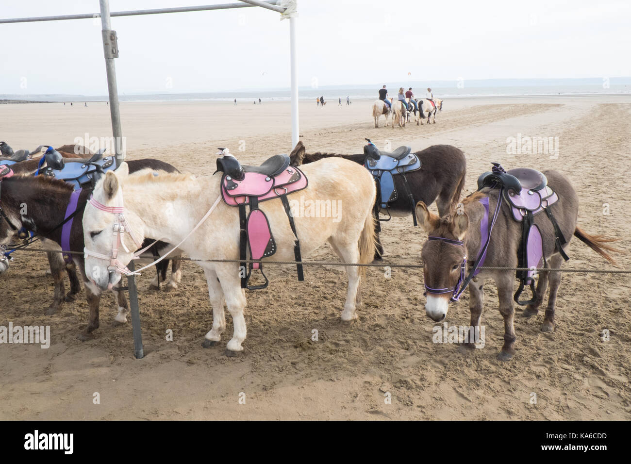 Donkey,donkeys,ride,rides,riding,Sandy Bay,Beach,Coney Beach Fair,coast ...