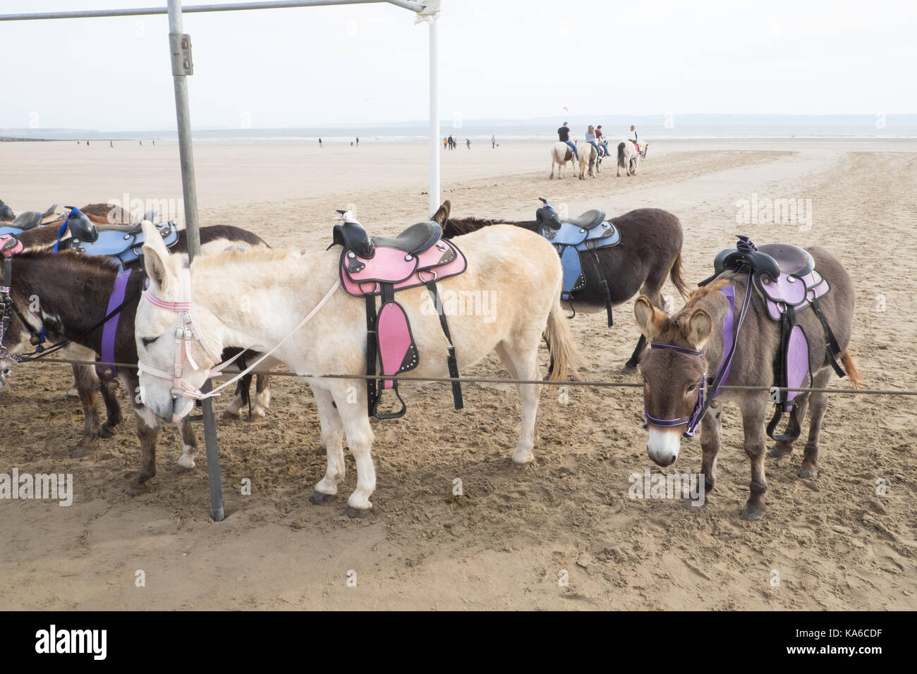 Donkey,donkeys,ride,rides,riding,Sandy Bay,Beach,Coney Beach Fair,coast ...