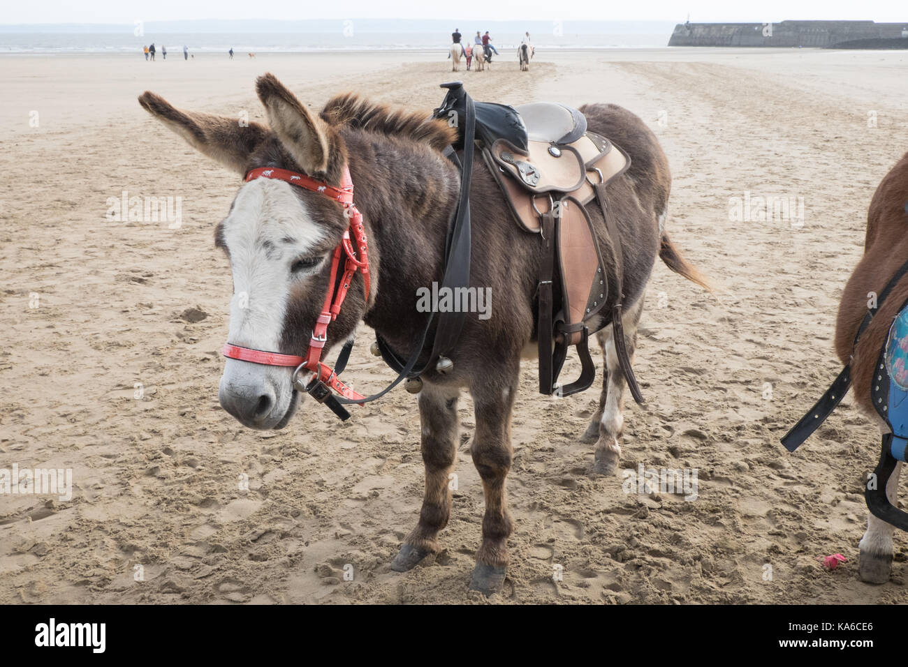 Donkey,donkeys,ride,rides,riding,Sandy Bay,Beach,Coney Beach Fair,coast ...