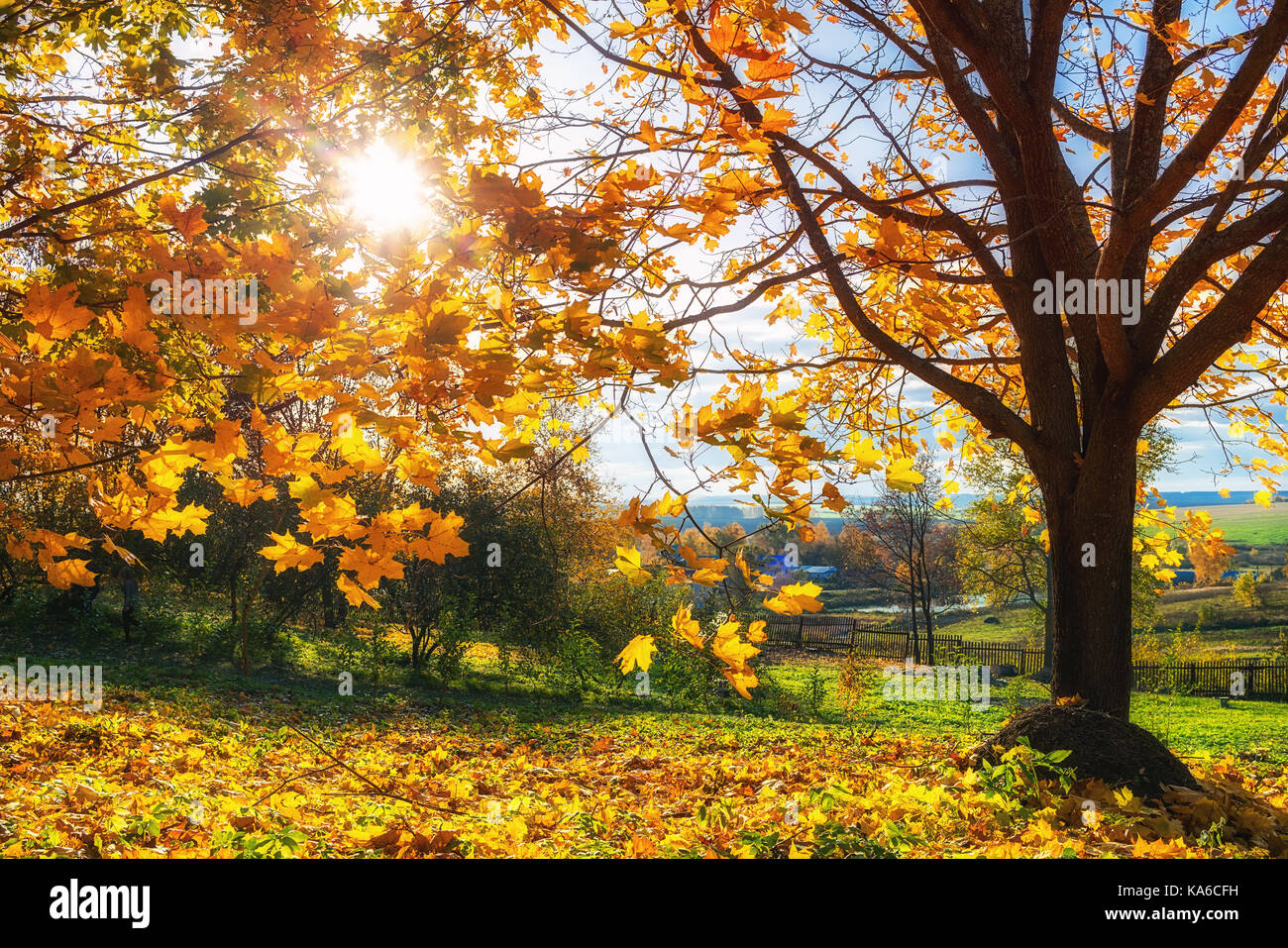 Bright autumn maple tree Stock Photo - Alamy