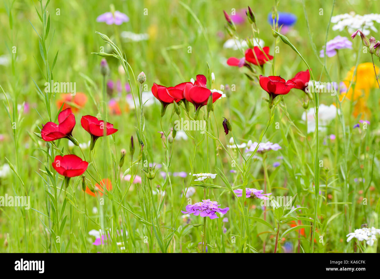 Scarlet Flax Linum grandiflorum rubrum growing in a wild flower seed ...