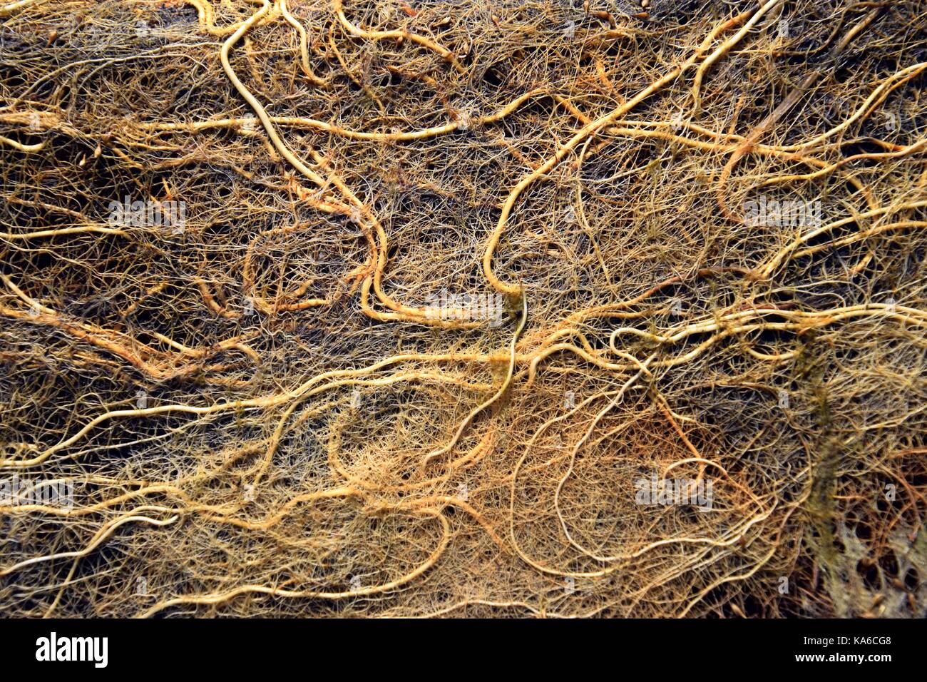 root brain or root System with algae, root Network, root mass, radicle ...