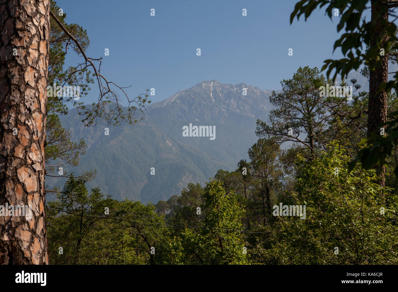 Himalayan pine trees and mountains in Dharamsala. McLeod Ganj, Western ...