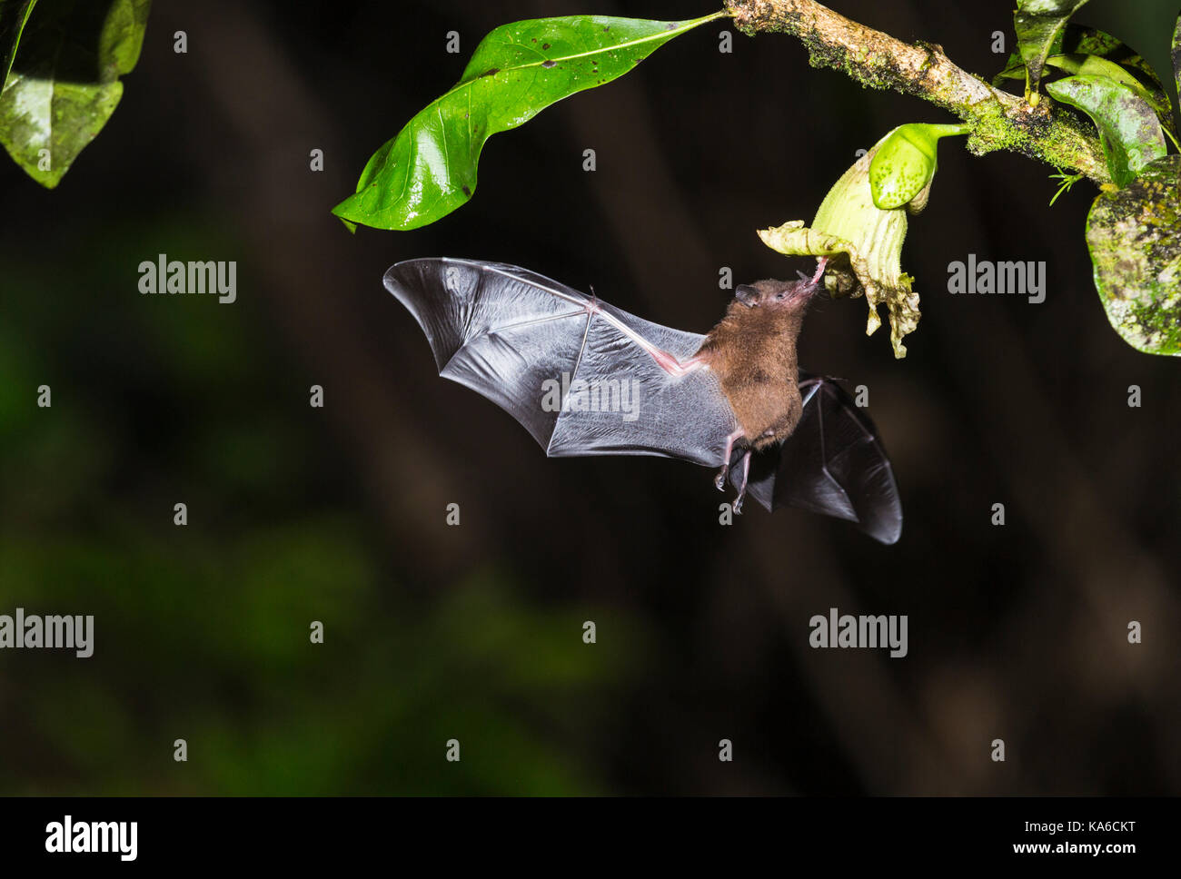 Anoura hi-res stock photography and images - Alamy