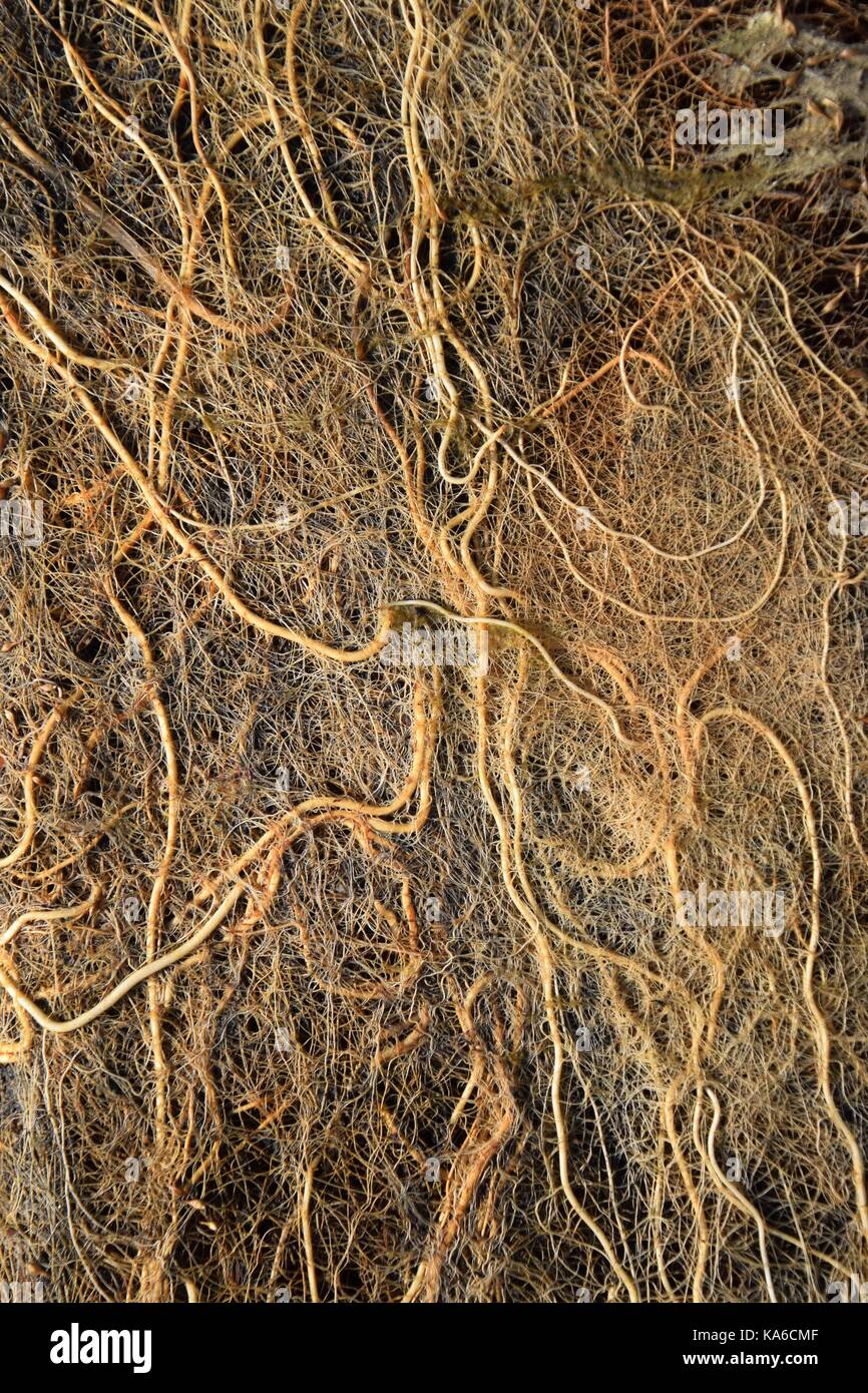 root brain or root System with algae, root Network, root mass, radicle ...