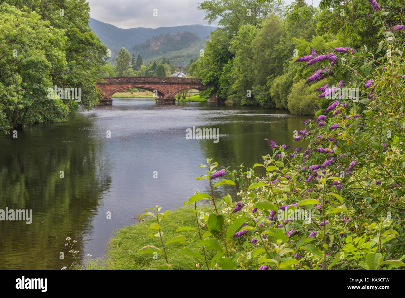 Callander bridge over the river Teith with Buddleia flower in ...