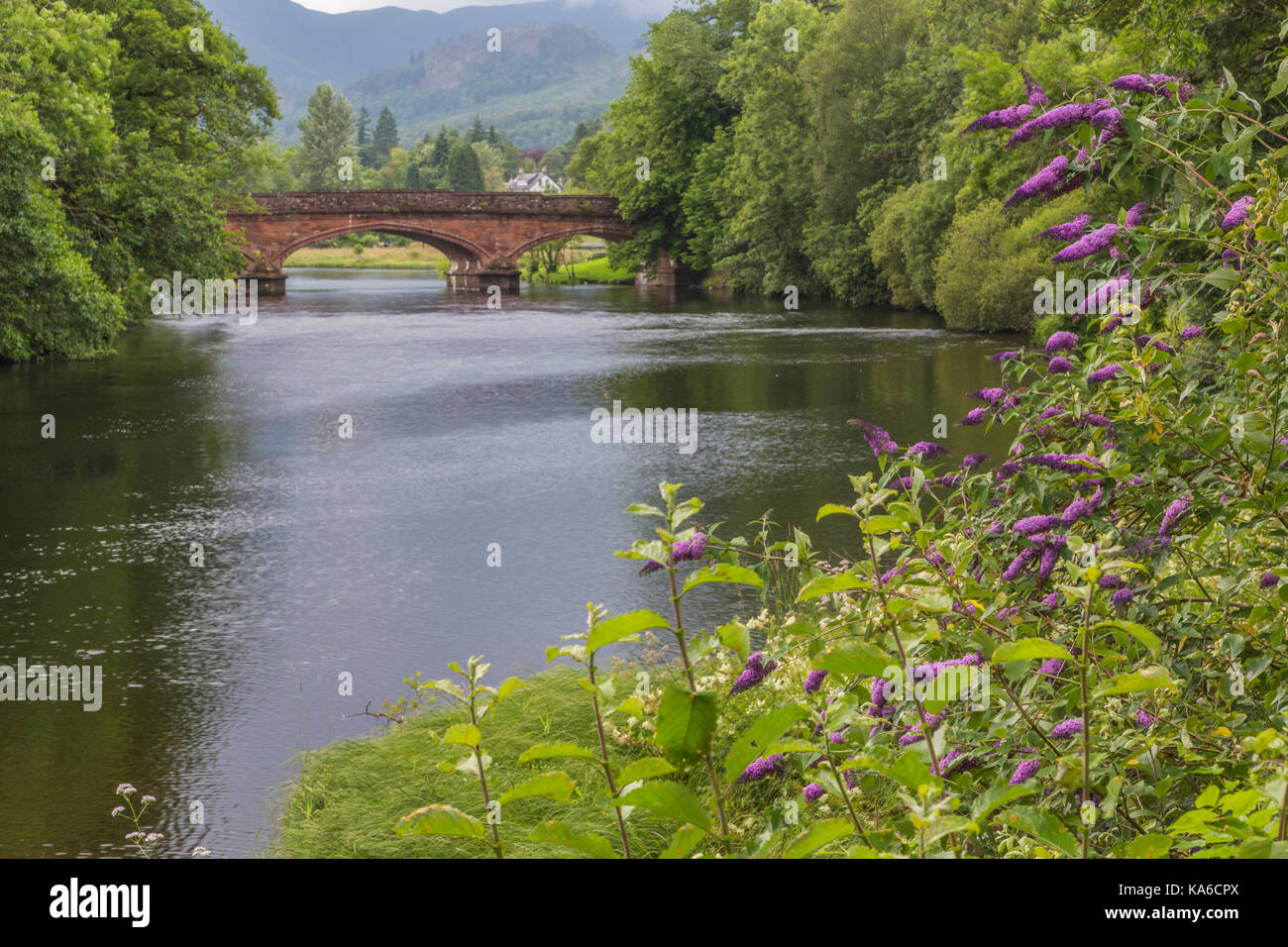 Callander bridge over the river Teith with Buddleia flower in ...