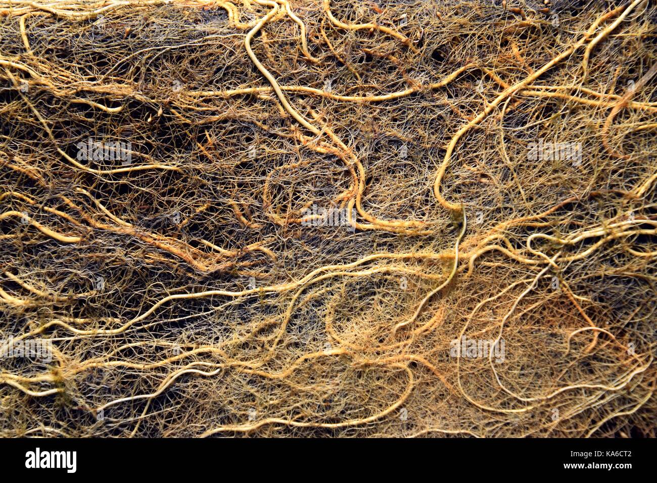 root brain or root System with algae, root Network, root mass, radicle ...