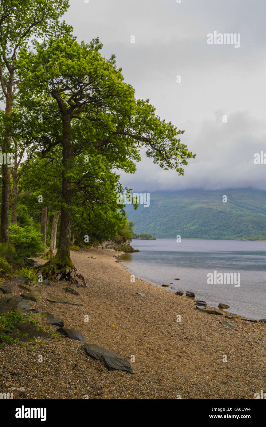 Loch Lochmond at Balmaha in Trossachs national park, Scotland Stock ...