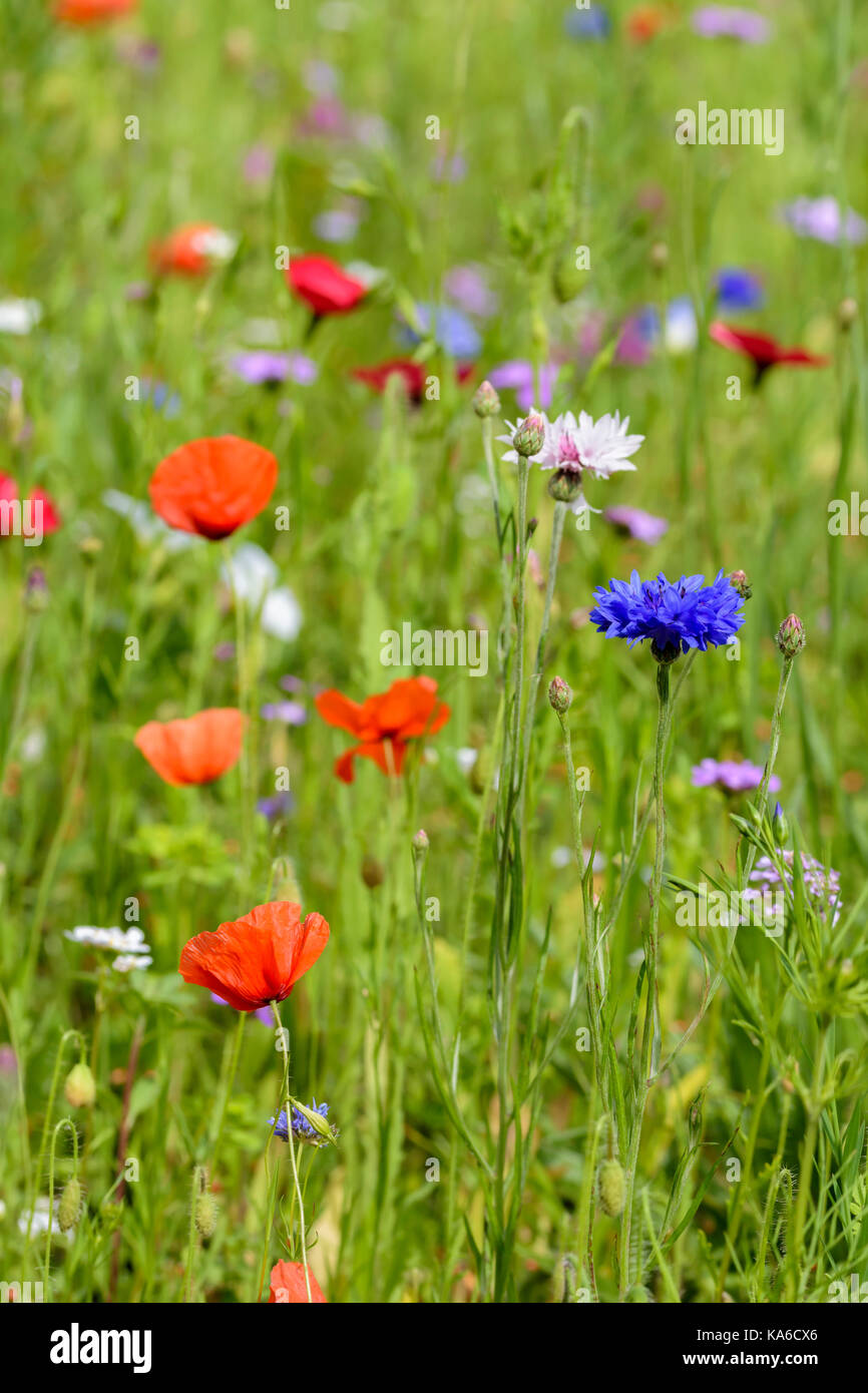 Wild flower meadow flower seed mix growing in a flower bed Stock Photo ...