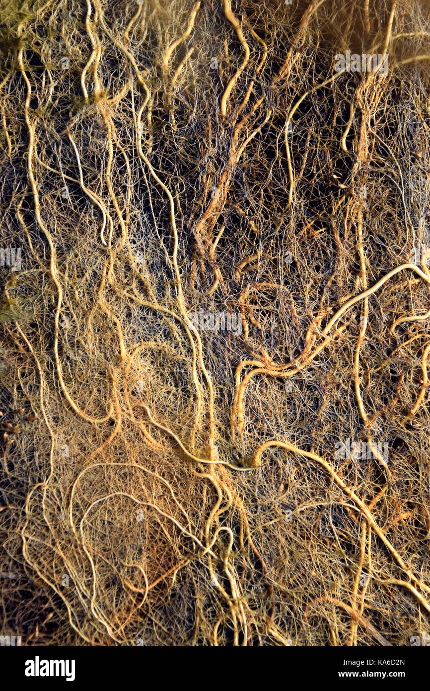 root brain or root System with algae, root Network, root mass, radicle ...