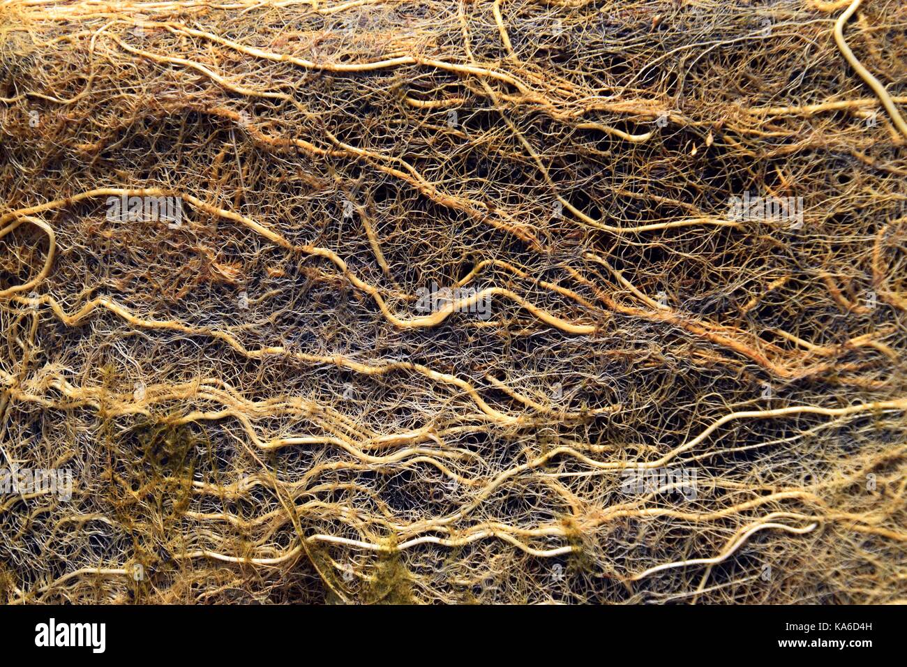 root brain or root System with algae, root Network, root mass, radicle ...