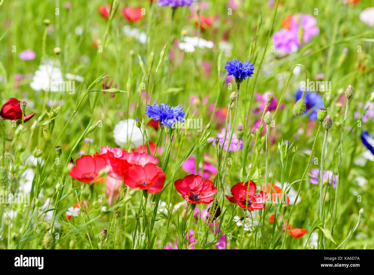 Scarlet Flax Linum grandiflorum rubrum growing in a wild flower seed ...