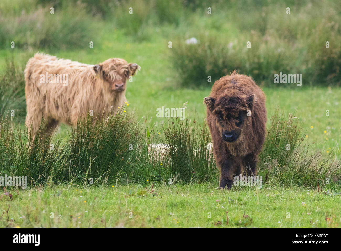 Two Highland cattle calves, one standing and looking in to the camera ...