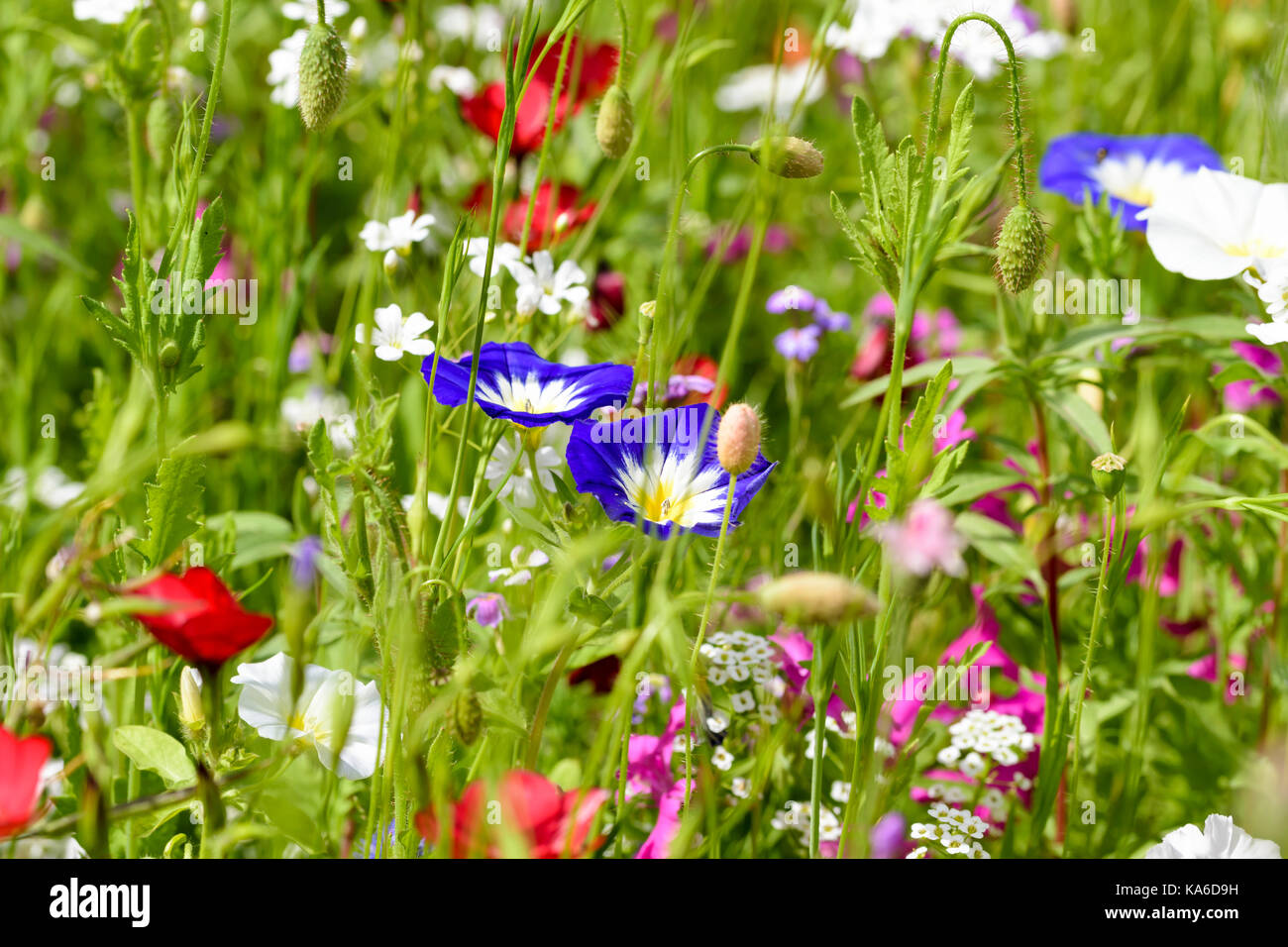 Wild flower meadow flower seed mix growing in a flower bed Stock Photo ...