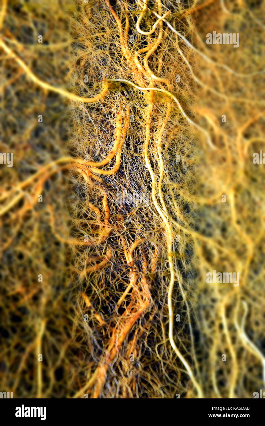 root brain or root System with algae, root Network, root mass, radicle ...