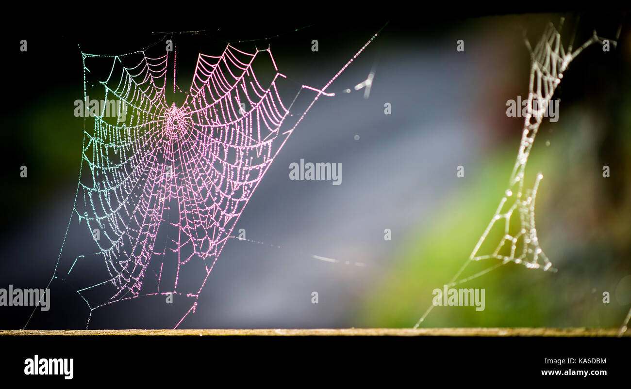 Cobwebs at dawn Stock Photo - Alamy