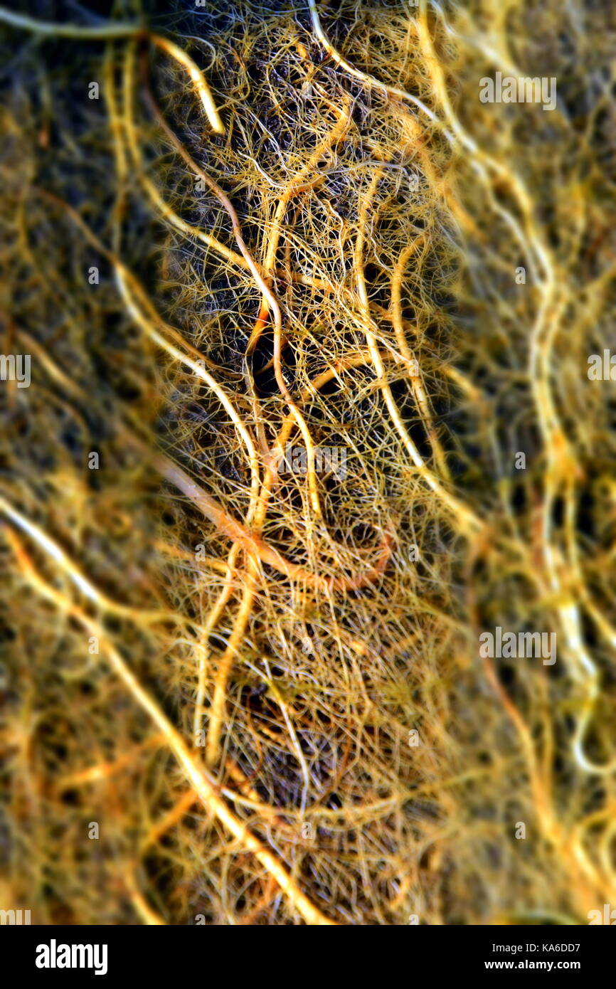 root brain or root System with algae, root Network, root mass, radicle ...