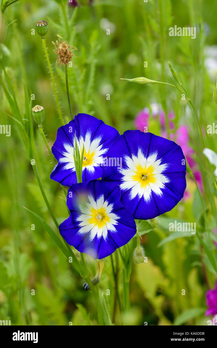 Wild flower meadow flower seed mix growing in a flower bed Stock Photo ...
