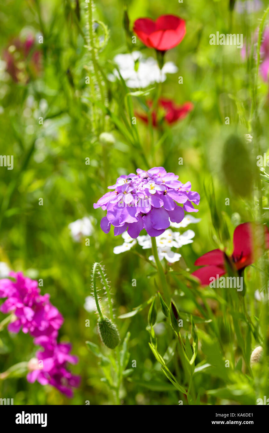 Wild flower meadow flower seed mix growing in a flower bed Stock Photo ...