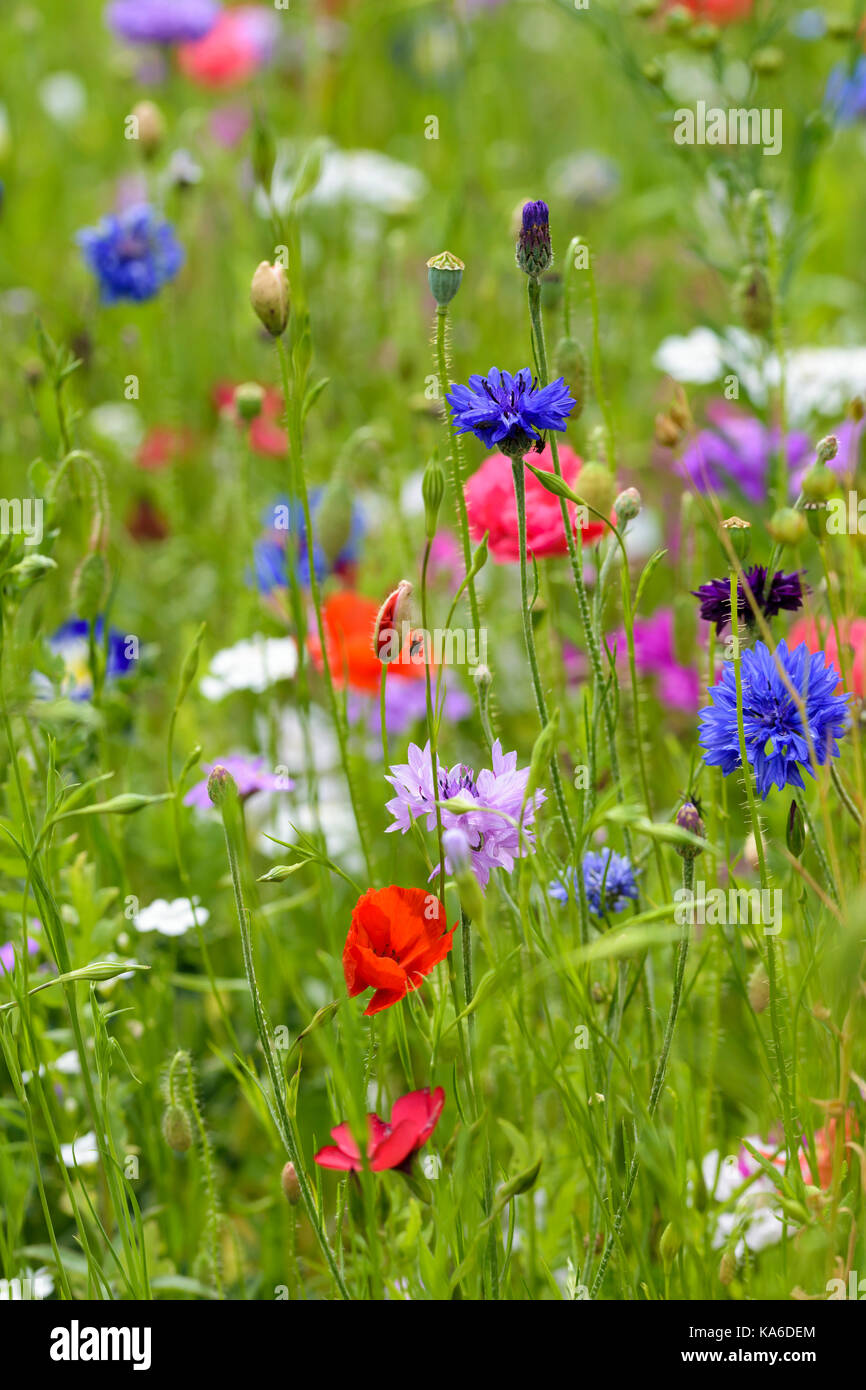 Wild flower meadow flower seed mix growing in a flower bed Stock Photo ...