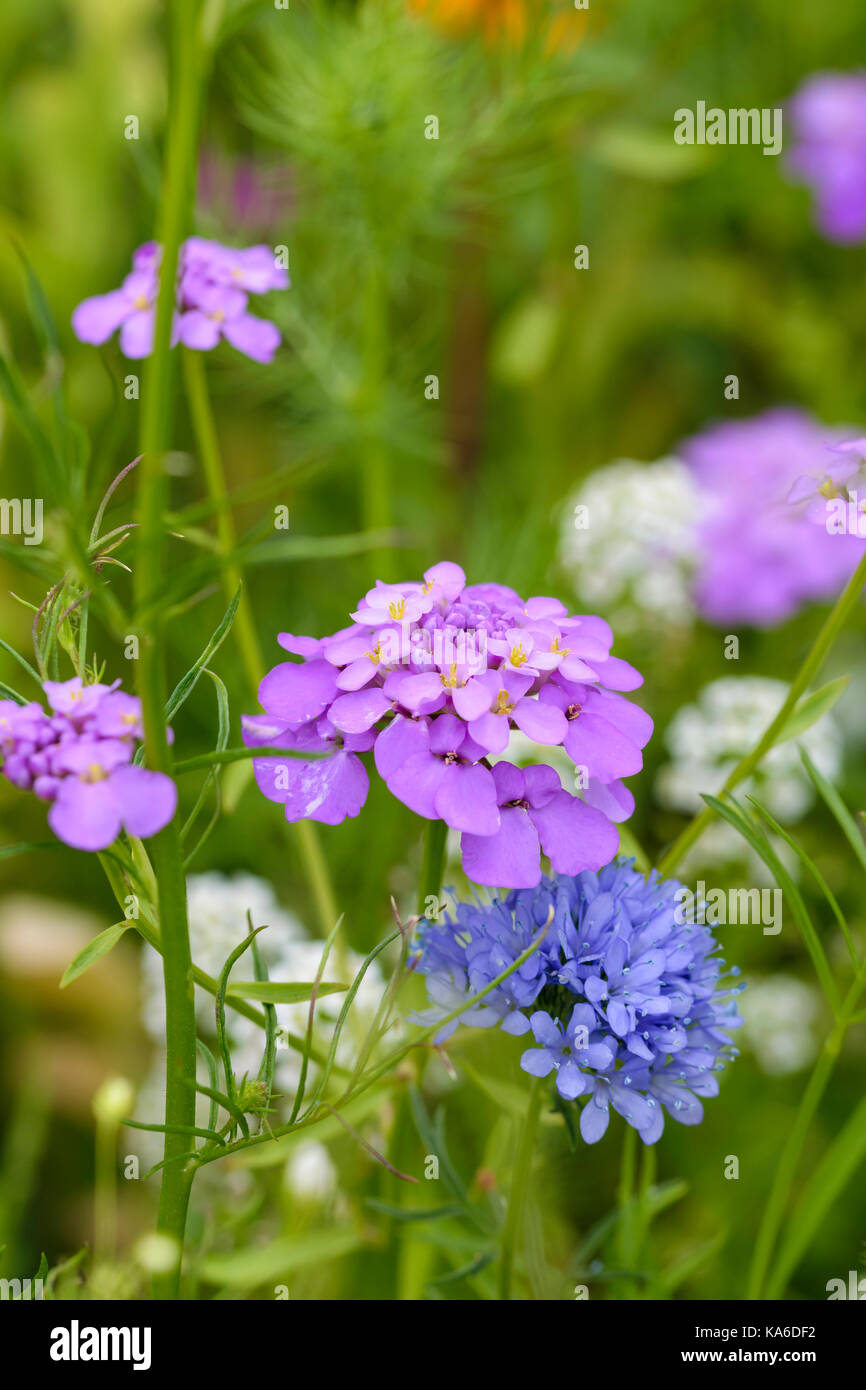 Wild flower meadow flower seed mix growing in a flower bed Stock Photo ...