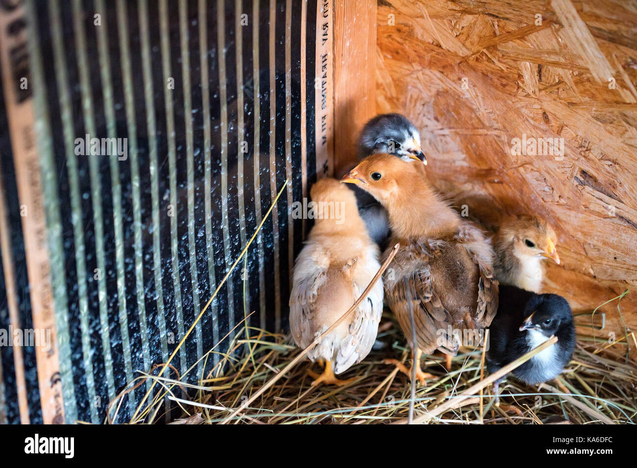 Group of cute chicks in cage Stock Photo - Alamy