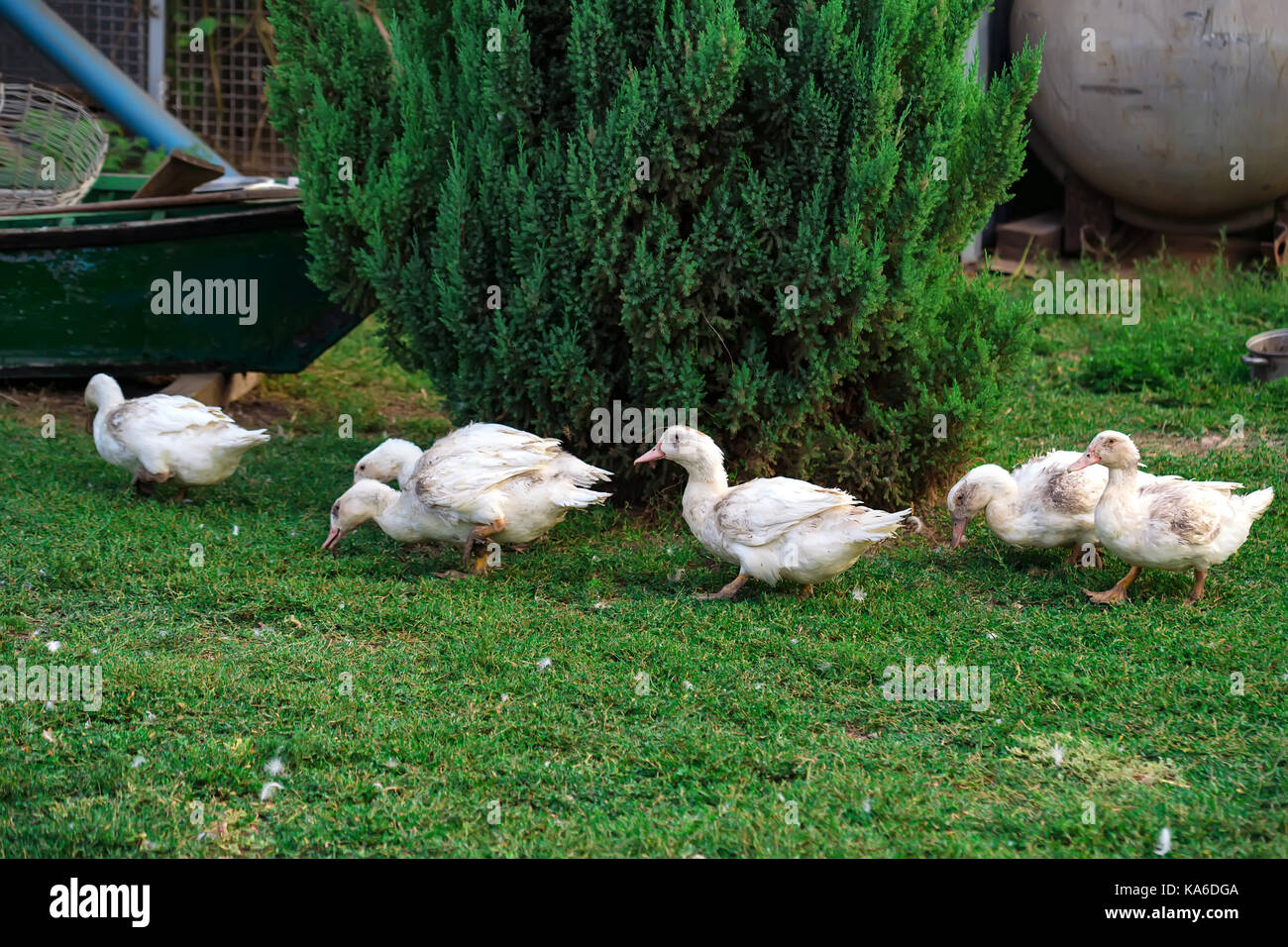 Fowl-run with white domestic ducks on a farm Stock Photo - Alamy