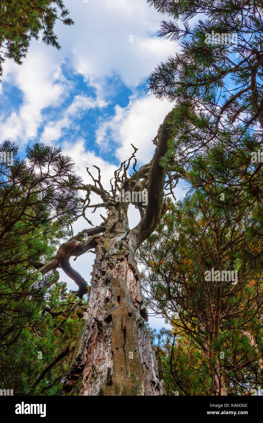 Mountain forest with dry tree in front Stock Photo - Alamy