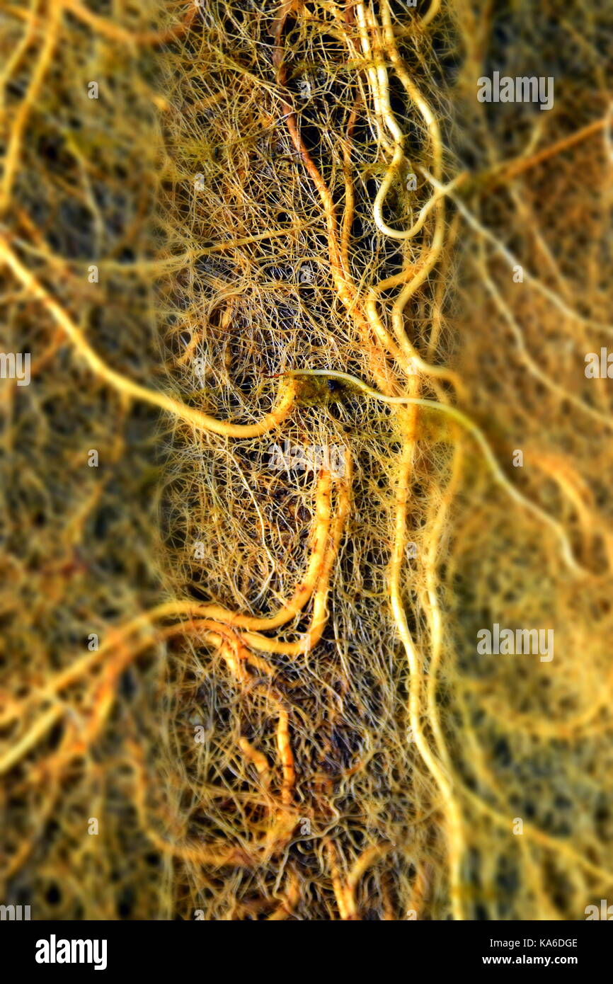 root brain or root System with algae, root Network, root mass, radicle ...