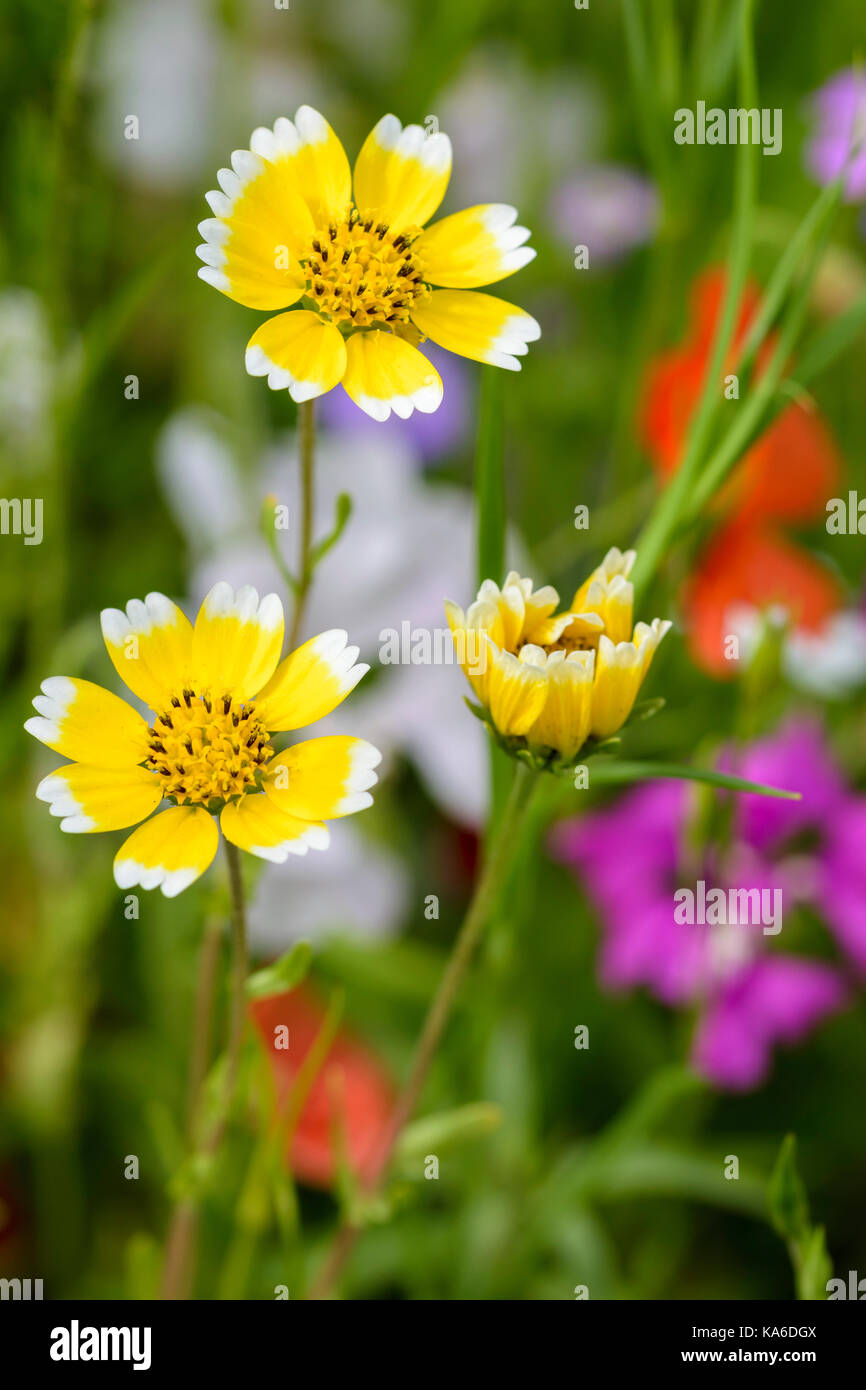 Wild flower meadow flower seed mix growing in a flower bed Stock Photo ...