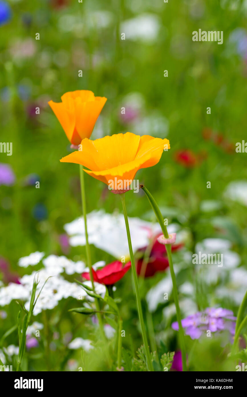 Wild flower meadow flower seed mix growing in a flower bed Stock Photo ...
