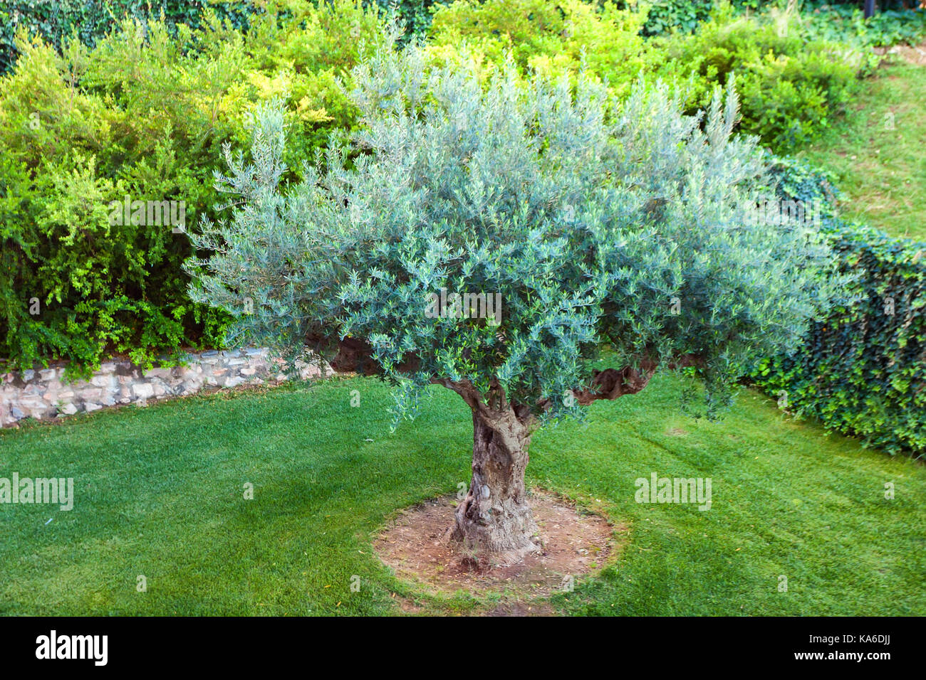 Young olive tree grows in garden Stock Photo - Alamy