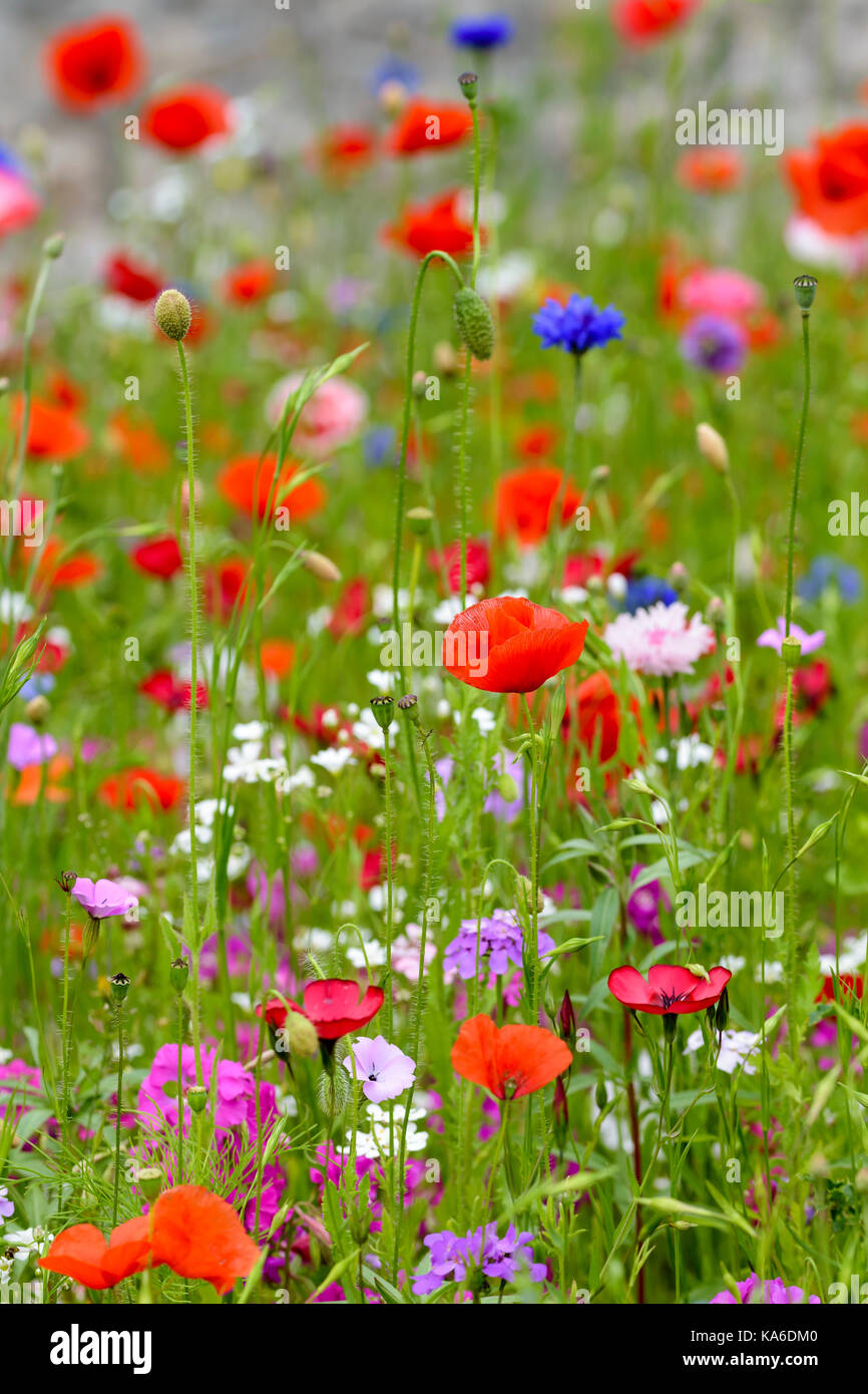 Wild flower meadow flower seed mix growing in a flower bed Stock Photo ...