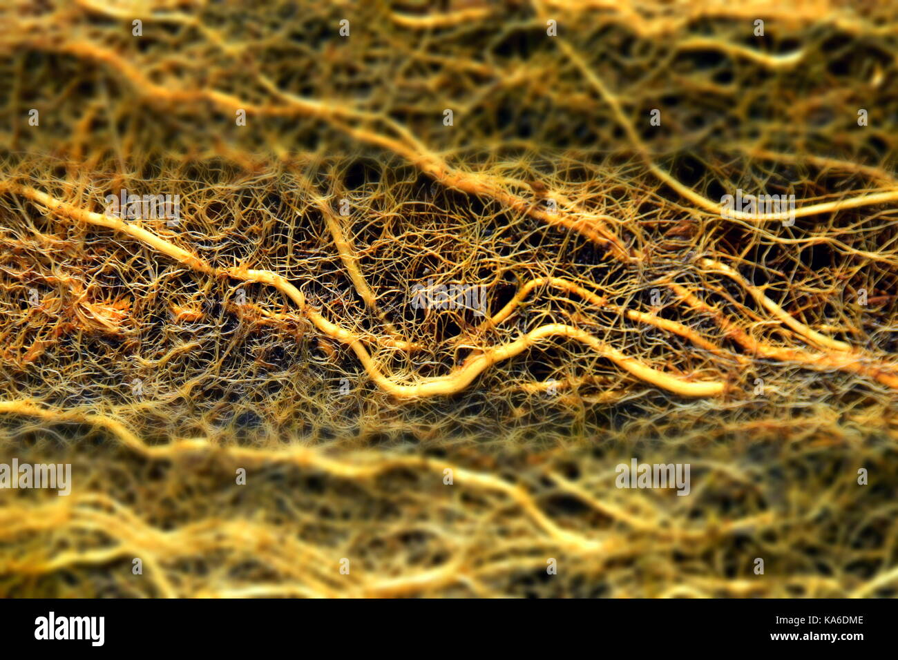 Radicle High Resolution Stock Photography and Images - Alamy