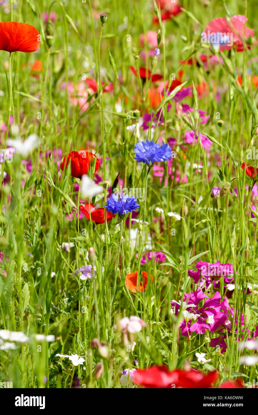 Wild flower meadow flower seed mix growing in a flower bed Stock Photo ...