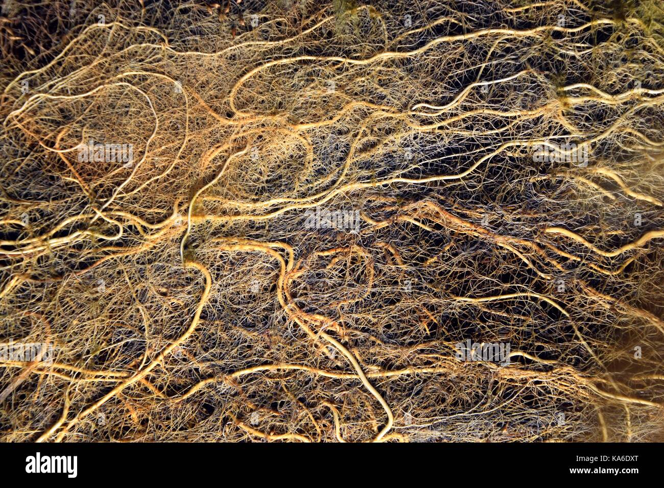 root brain or root System with algae, root Network, root mass, radicle ...